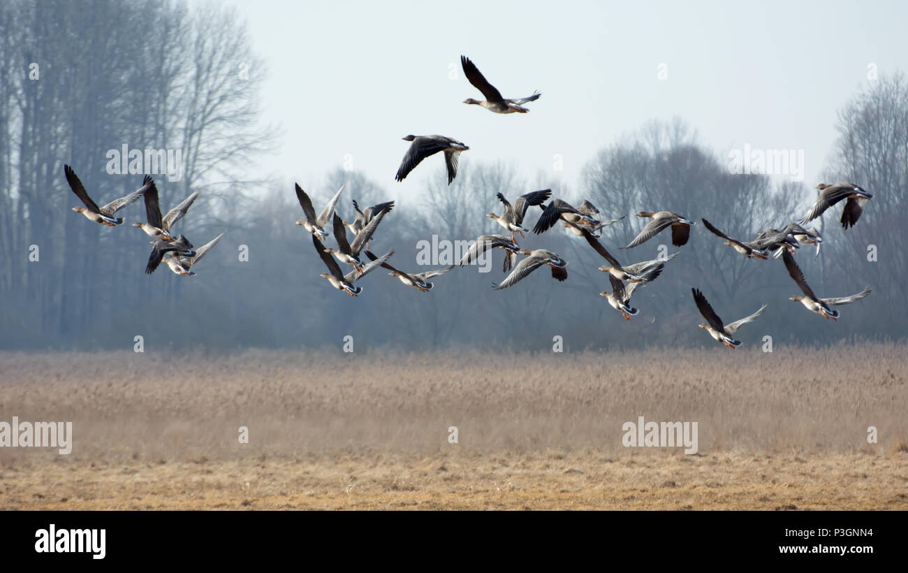 Flying over fields hi-res stock photography and images - Alamy
