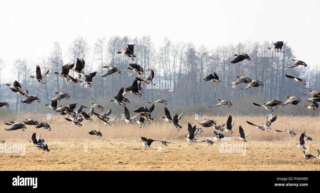 Flying over fields hi-res stock photography and images - Alamy