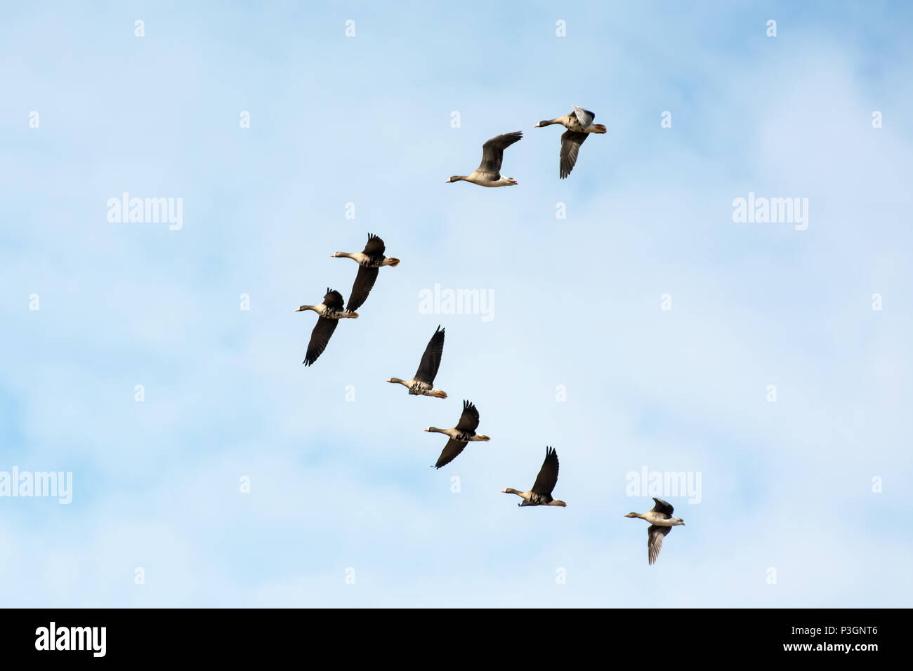 Greylag geese migration hi-res stock photography and images - Alamy