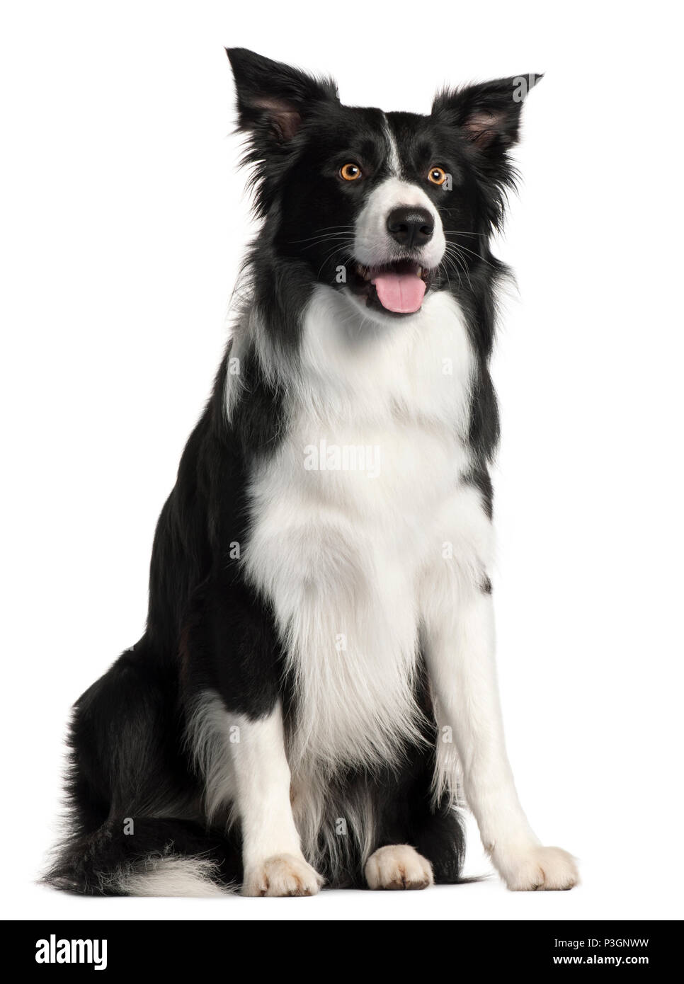 Border Collie, 4 years old, sitting in front of white background Stock ...