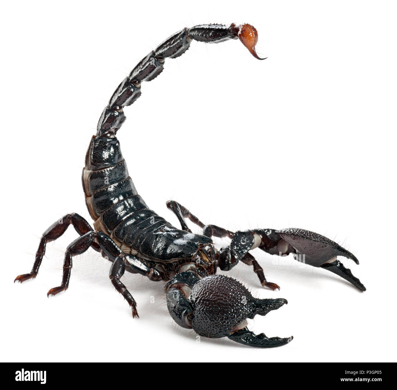 Emperor Scorpion, Pandinus imperator, 1 year old, in front of white ...