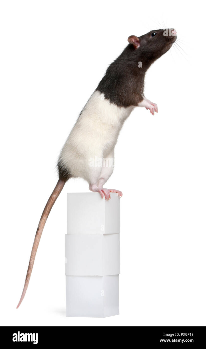 Fancy Rat, 1 year old, standing on box in front of white background ...