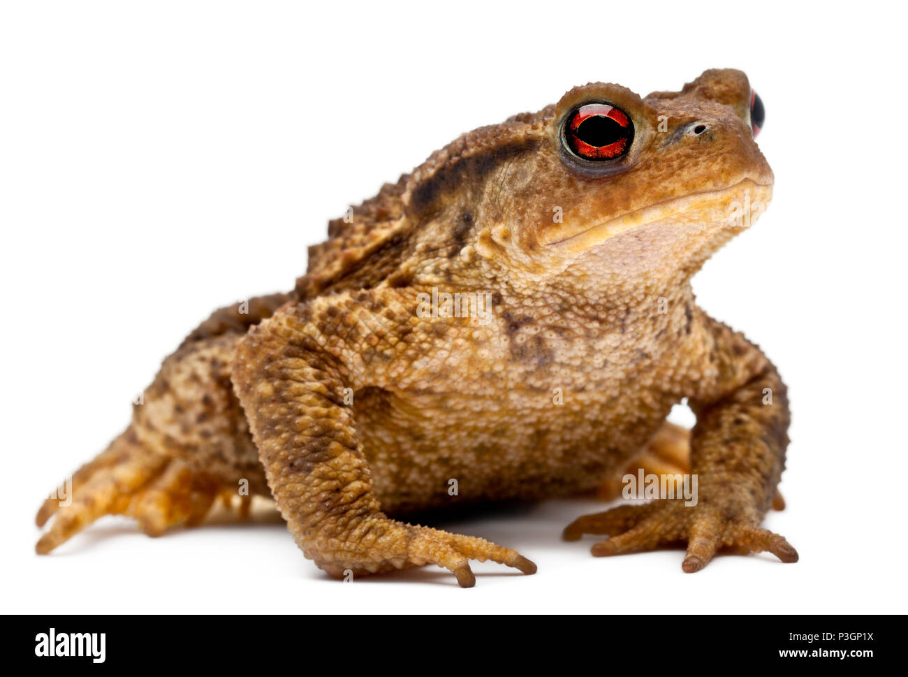 Common toad or European toad, Bufo bufo, in front of white background ...