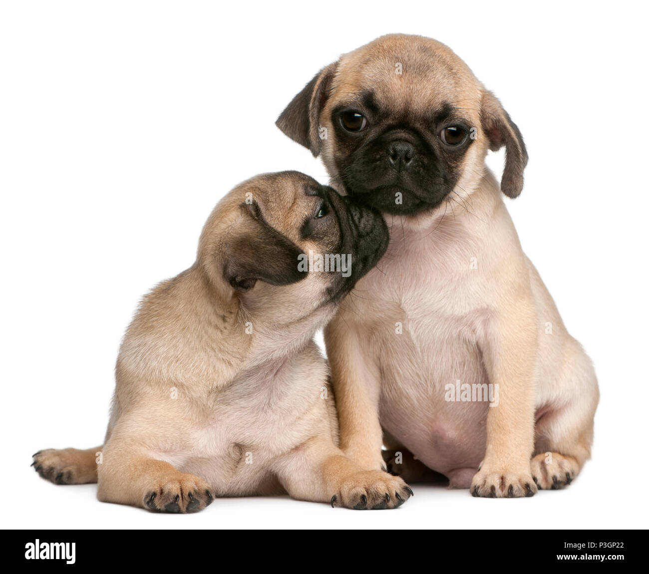 Two Pug puppies, 8 weeks old, in front of white background Stock Photo ...
