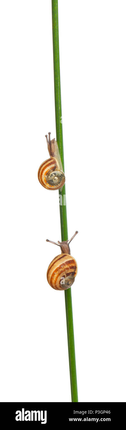Mediterranean snail hi-res stock photography and images - Alamy