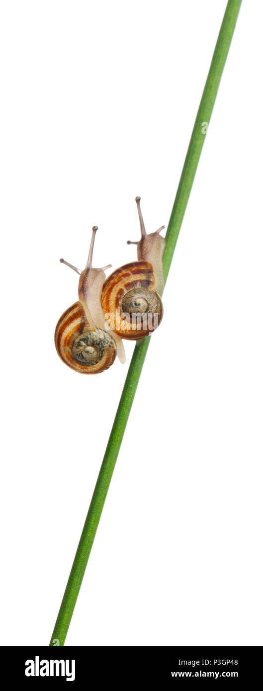 Mediterranean snail hi-res stock photography and images - Alamy