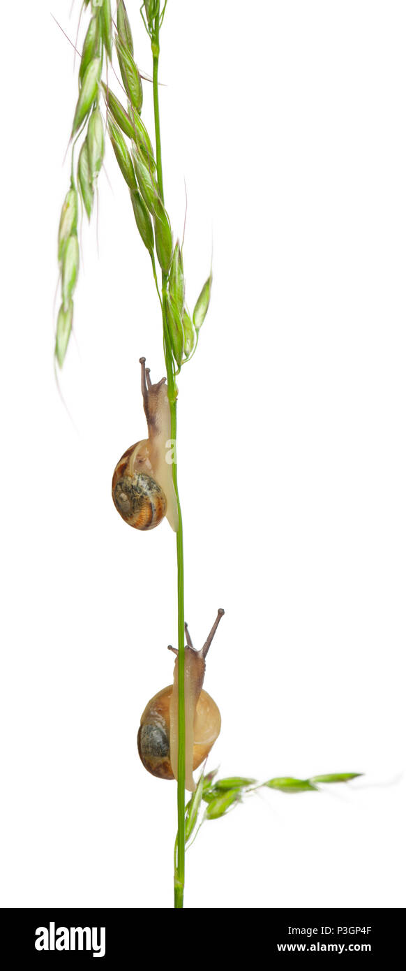 Mediterranean snail hi-res stock photography and images - Alamy