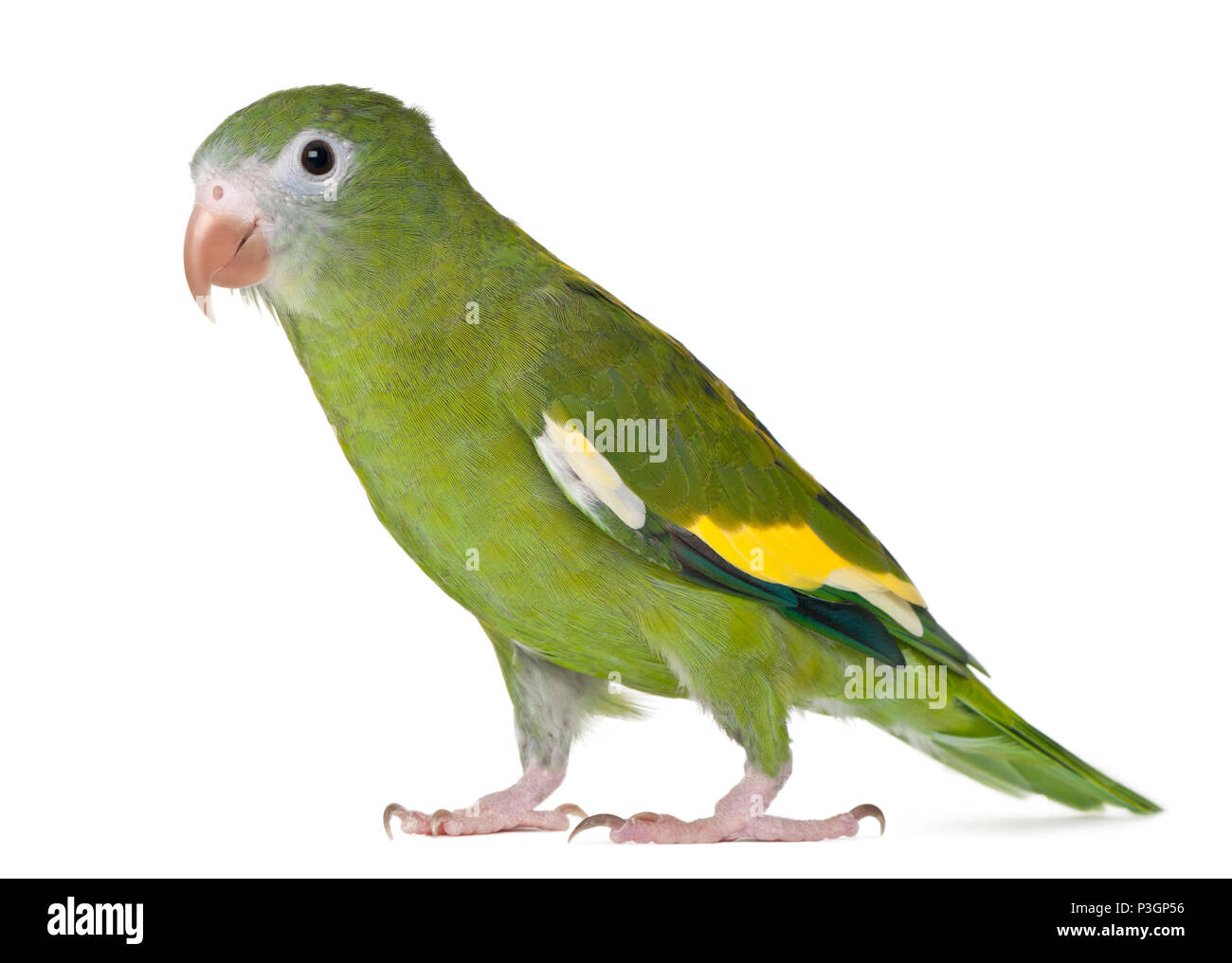White-winged Parakeet, Brotogeris versicolurus, 5 years old, in front ...