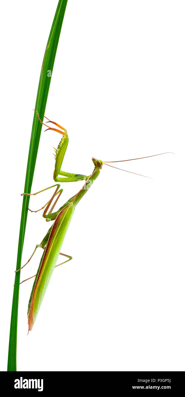 Female European Mantis or Praying Mantis, Mantis religiosa, in front of ...