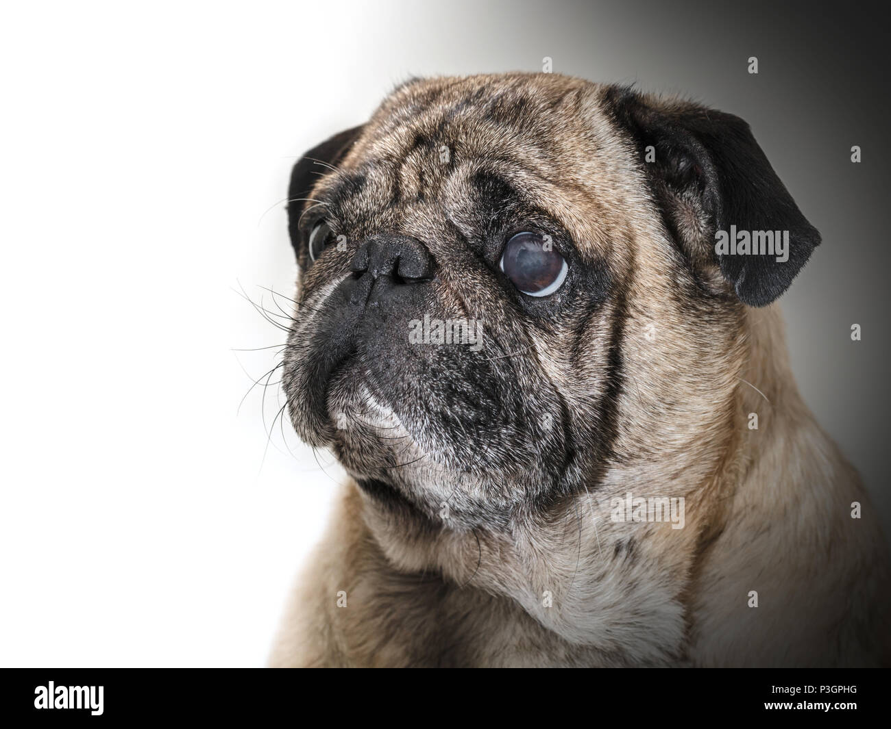 portrait of a pug close-up on white background Stock Photo - Alamy