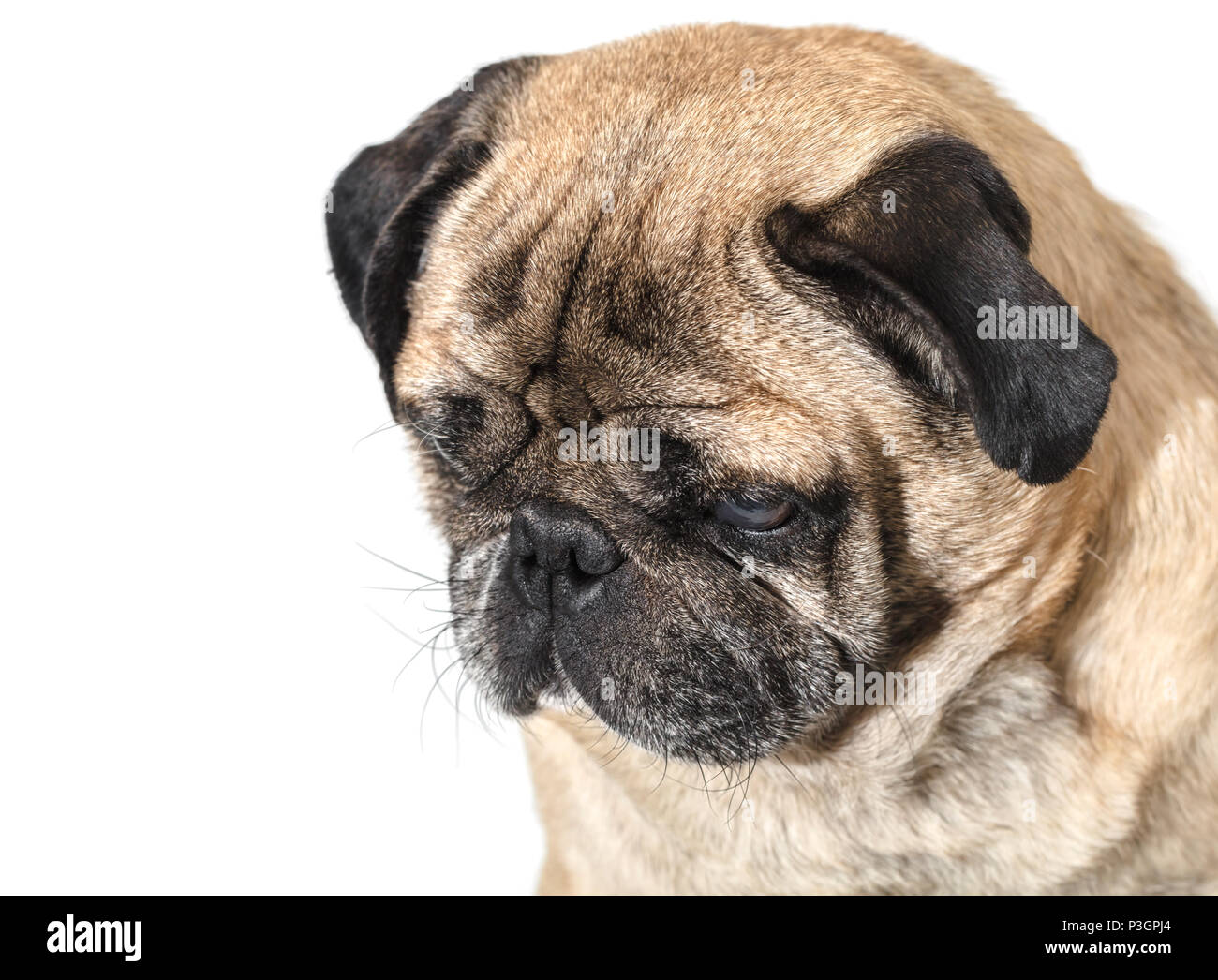 dog breed pug on white isolated background Stock Photo - Alamy