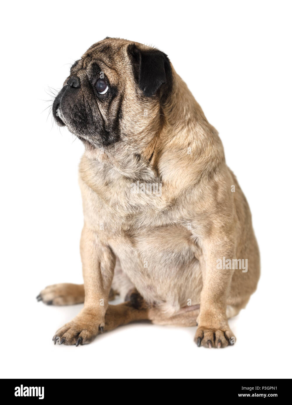 dog breed pug on white isolated background Stock Photo - Alamy