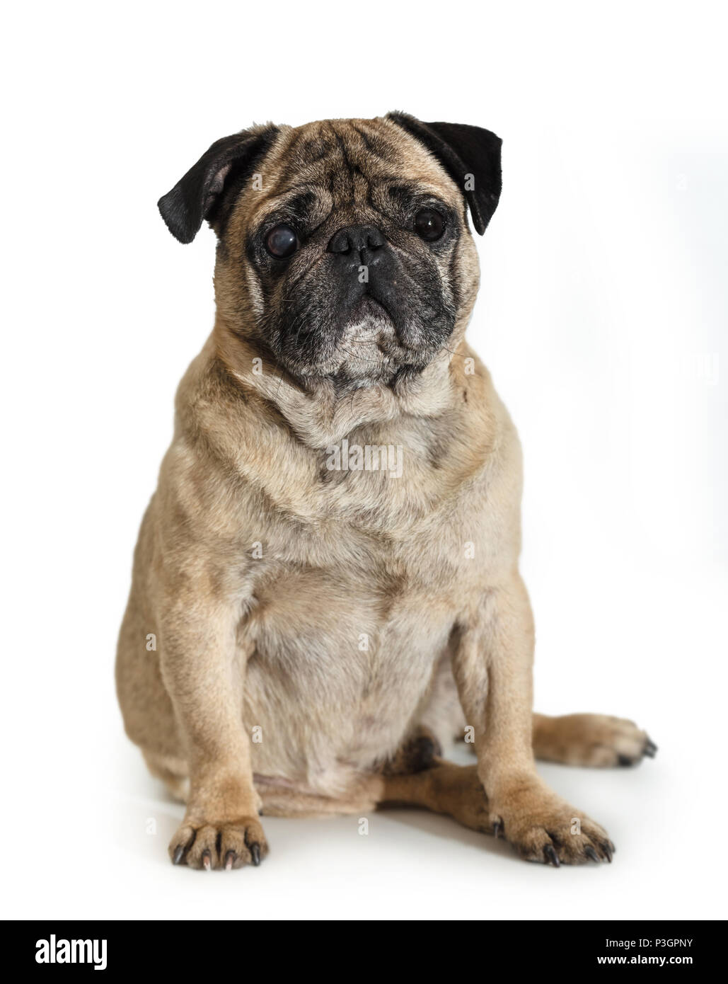 dog breed pug on white isolated background Stock Photo - Alamy