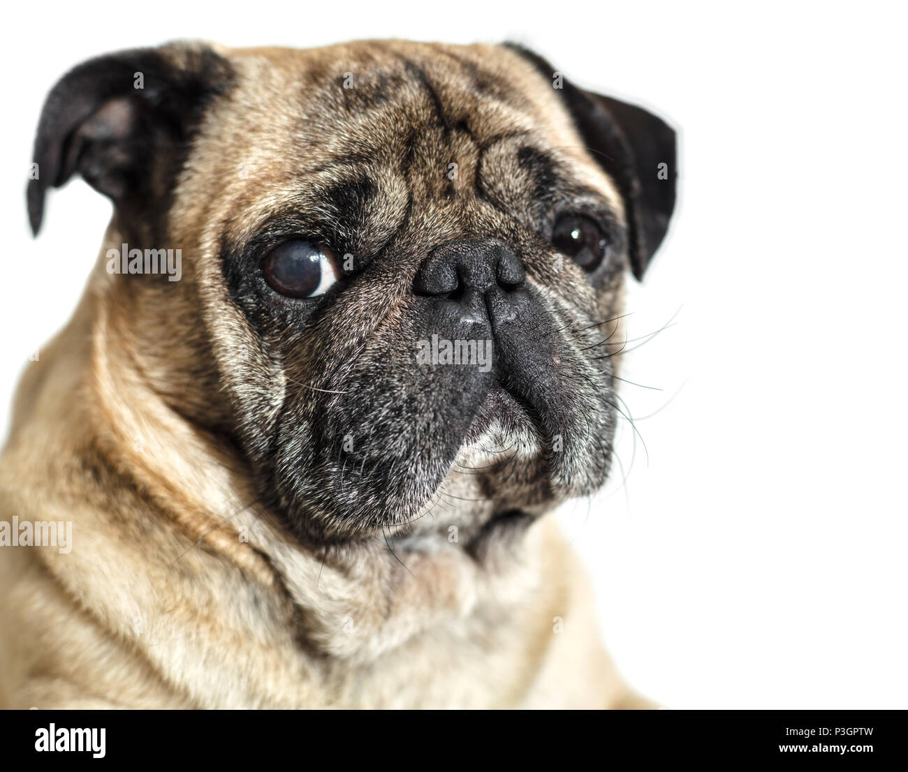 dog breed pug on white isolated background Stock Photo - Alamy