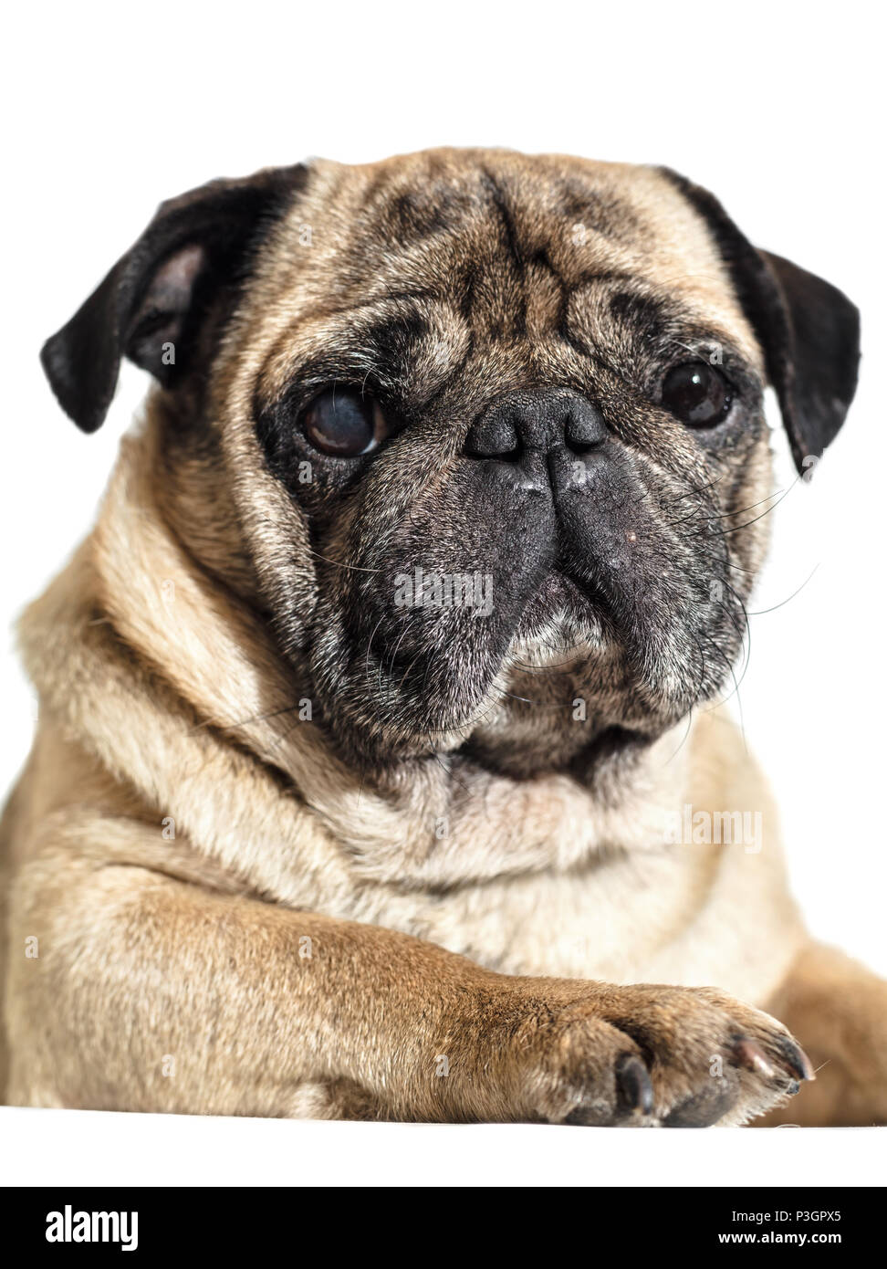 dog breed pug on white isolated background Stock Photo - Alamy
