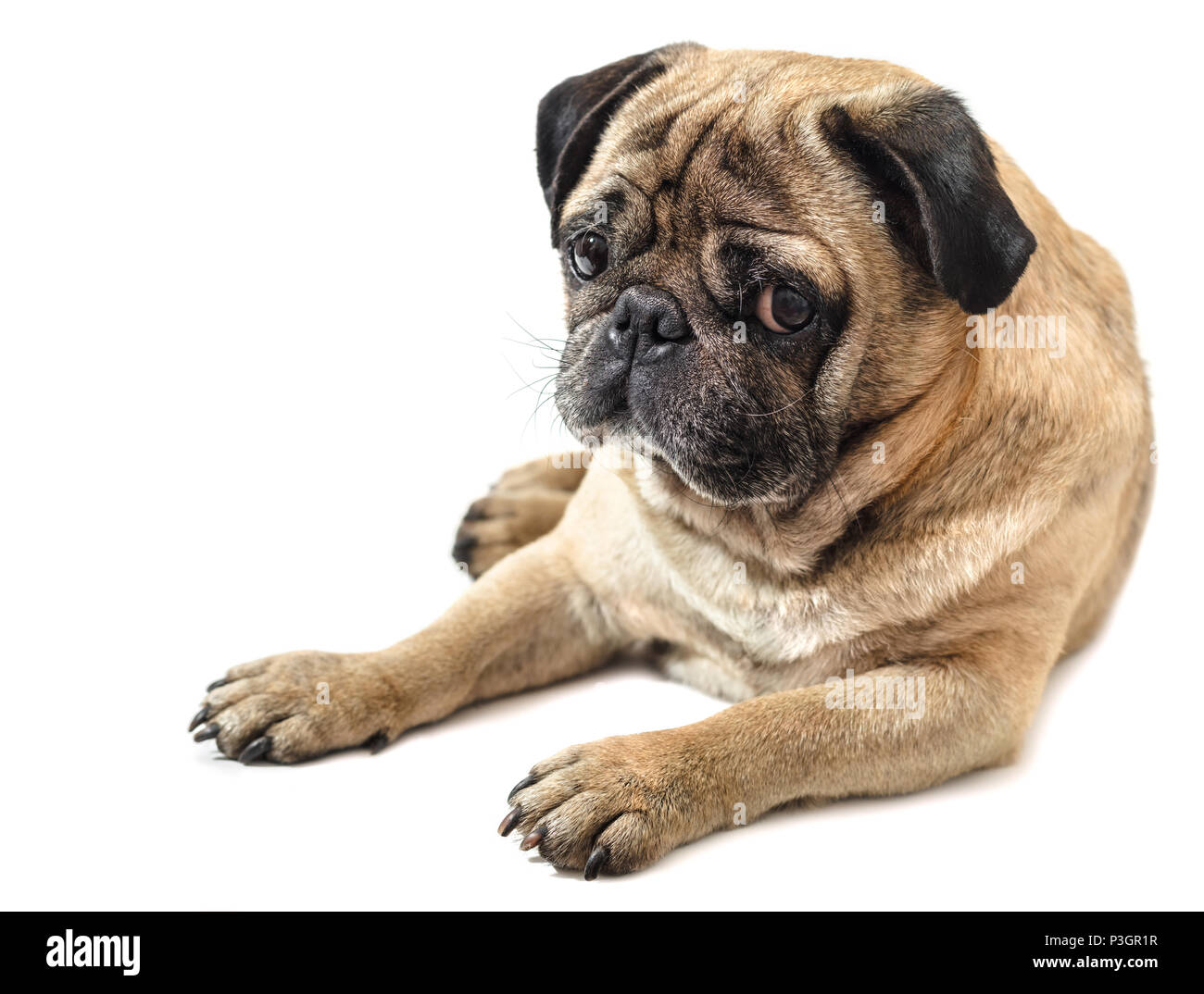 dog breed pug on white isolated background Stock Photo - Alamy