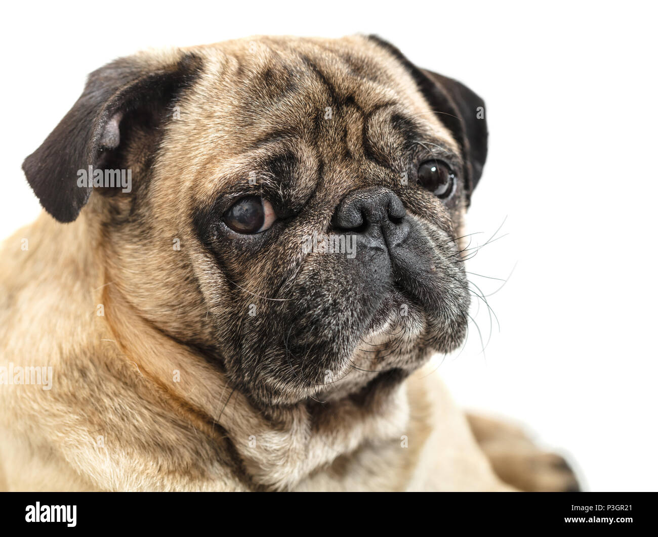 portrait of a pug close-up on white background Stock Photo - Alamy