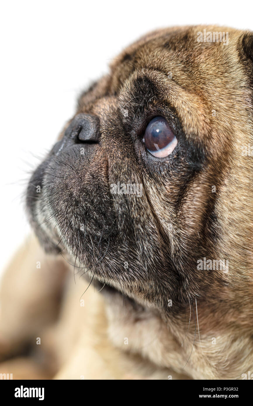 Close up portrait cute pug hi-res stock photography and images - Alamy