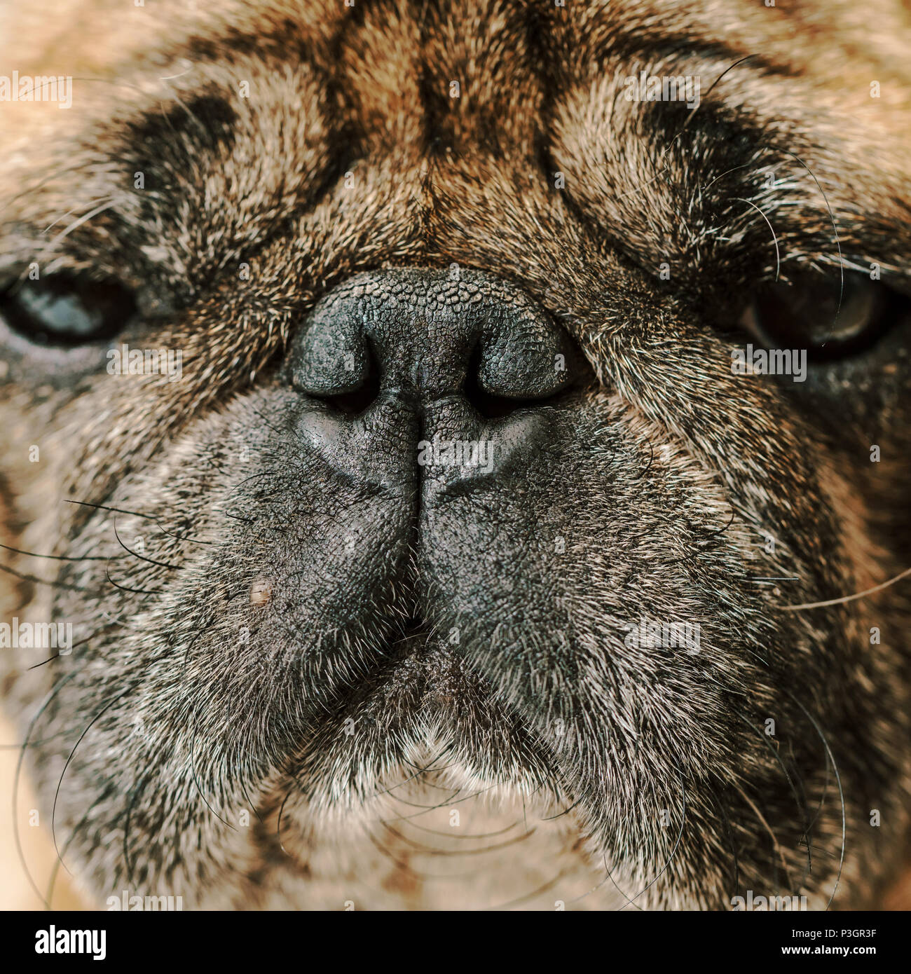 Pug muzzle hi-res stock photography and images - Alamy