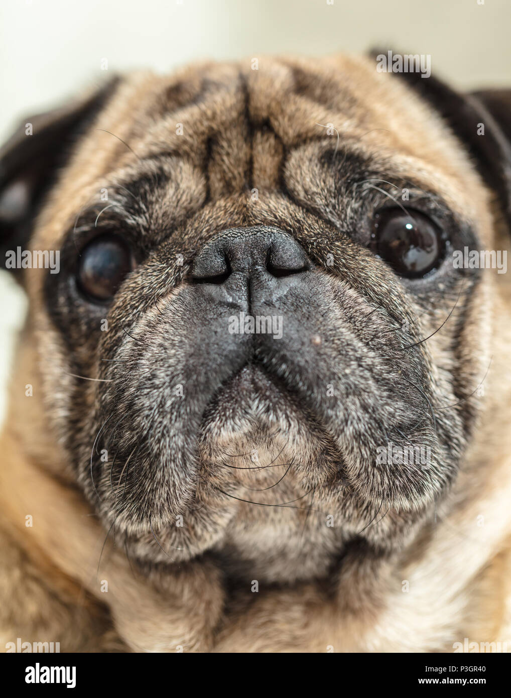 portrait of dog pug breed, muzzle closeup Stock Photo - Alamy