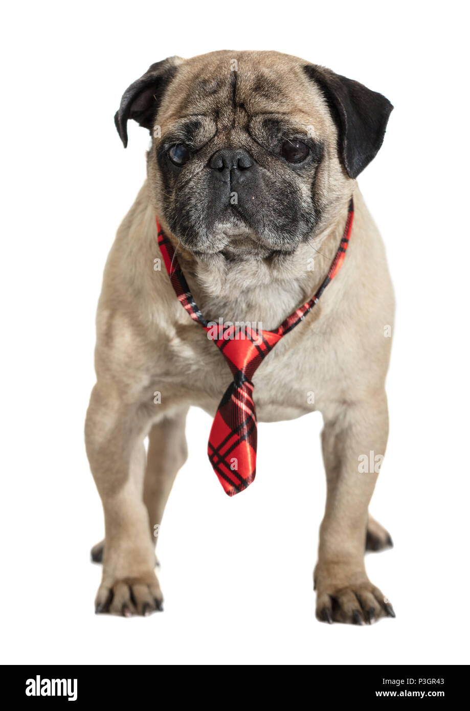 dog pug in tie on white isolated background Stock Photo - Alamy