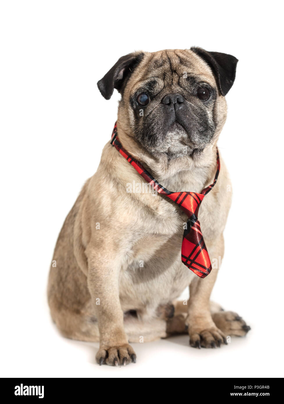 dog pug in tie on white isolated background Stock Photo - Alamy