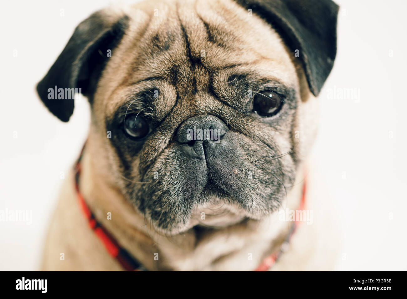 portrait of a pug close-up on white background Stock Photo - Alamy