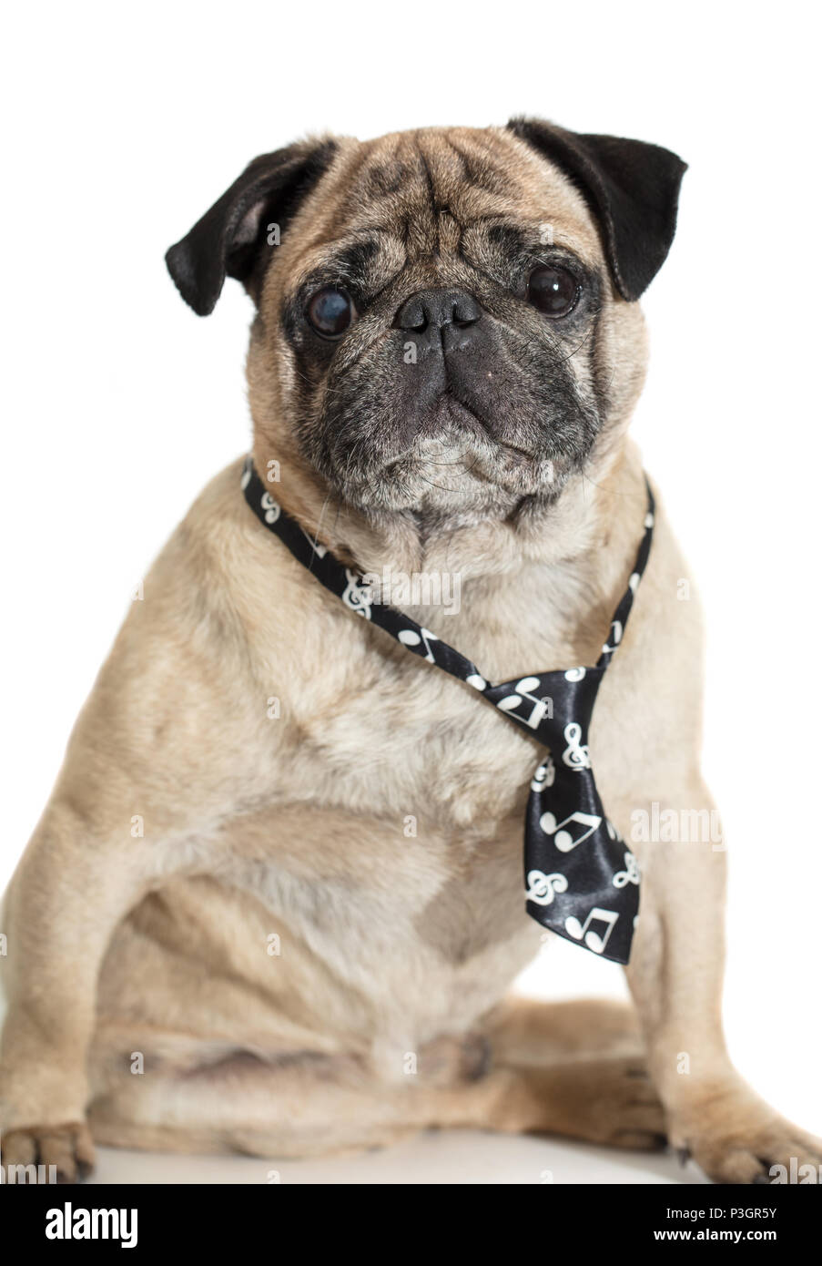 dog pug in tie on white isolated background Stock Photo - Alamy