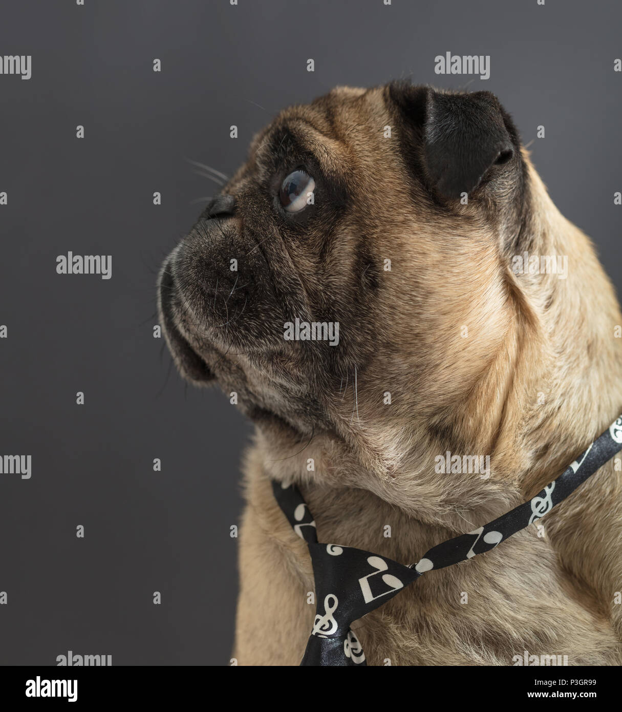The dog pug hi-res stock photography and images - Alamy