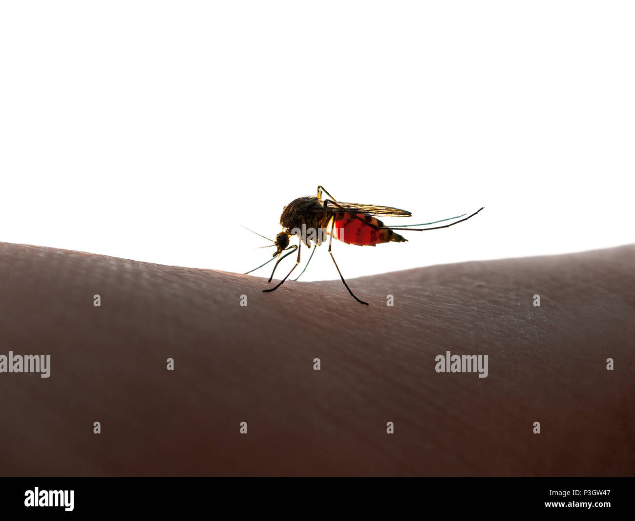 Yellow Fever, Malaria or Zika Virus Infected Mosquito Insect Bite ...