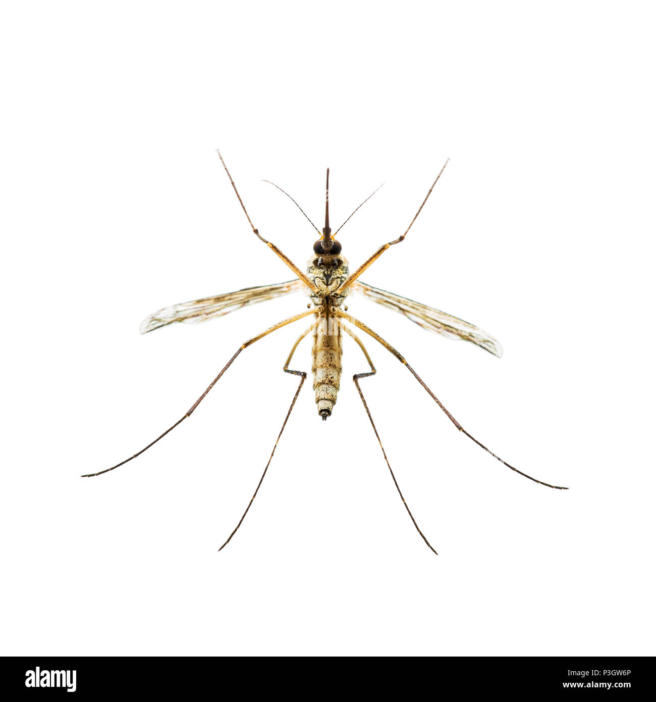 Yellow Fever, Malaria or Zika Virus Infected Mosquito Insect Isolated ...