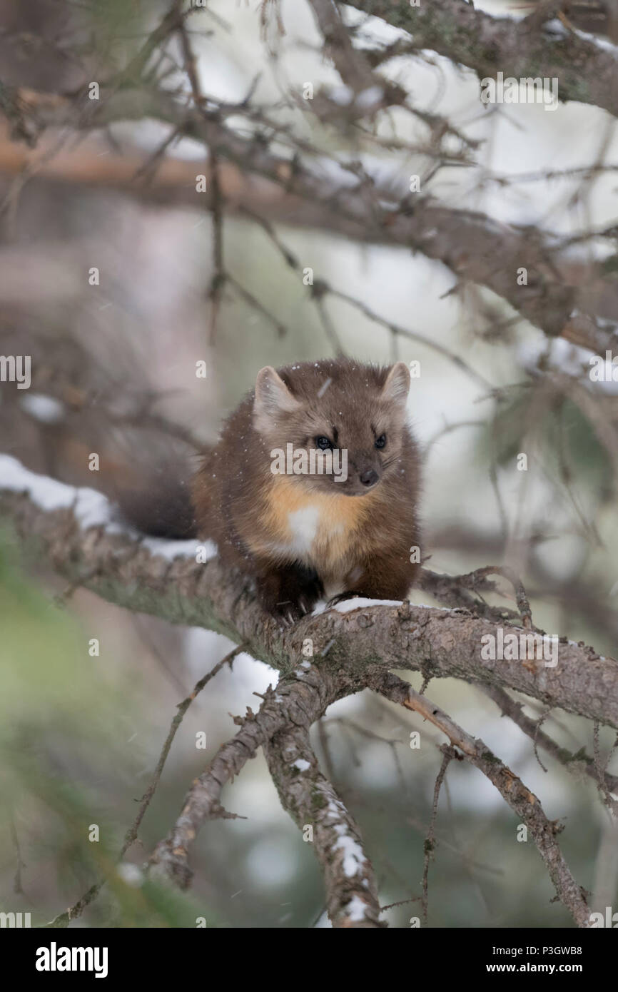 Yellowstone national park marten hi-res stock photography and images ...