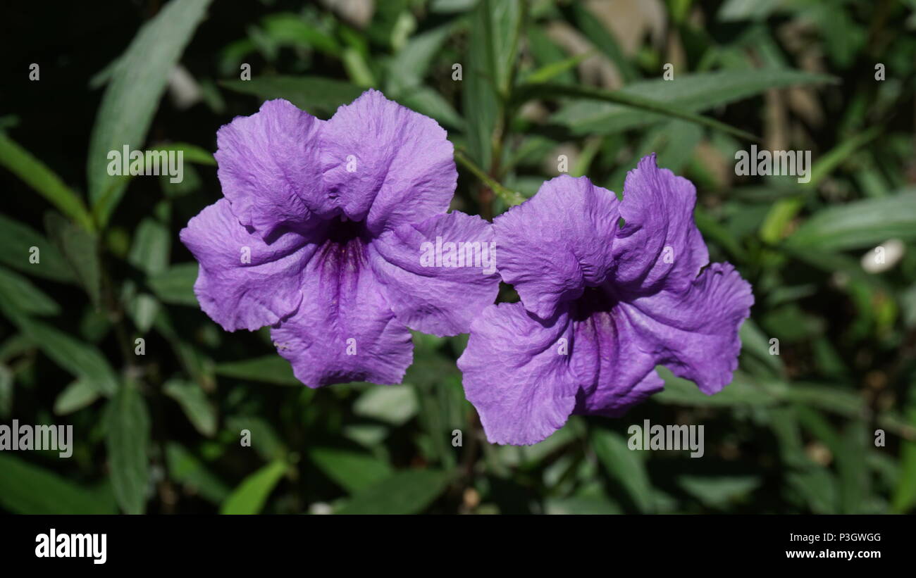 Ruellia hi-res stock photography and images - Alamy