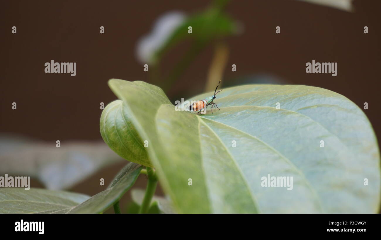 Shiny insect on Sirih leaf Stock Photo - Alamy