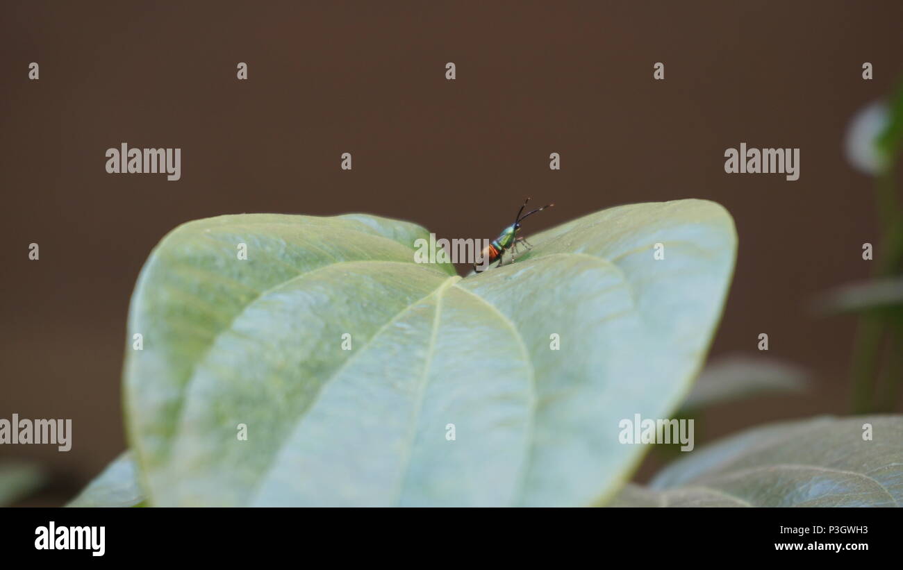 Shiny insect hi-res stock photography and images - Alamy