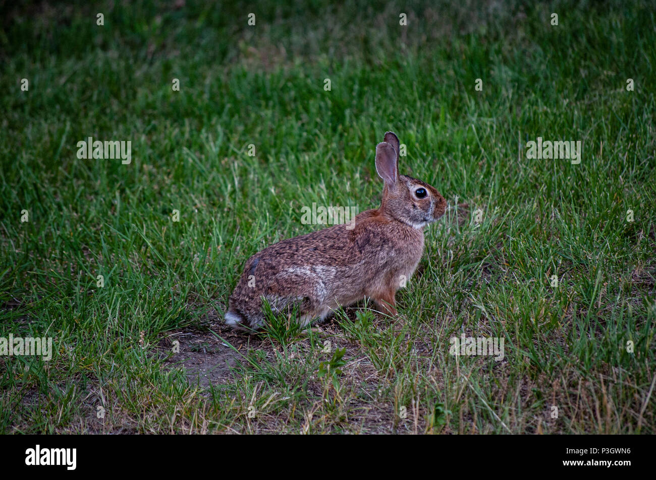 Animalistic rabbit hi-res stock photography and images - Alamy