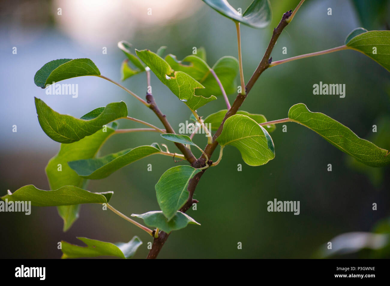Green leaf branches greenery hi-res stock photography and images - Alamy