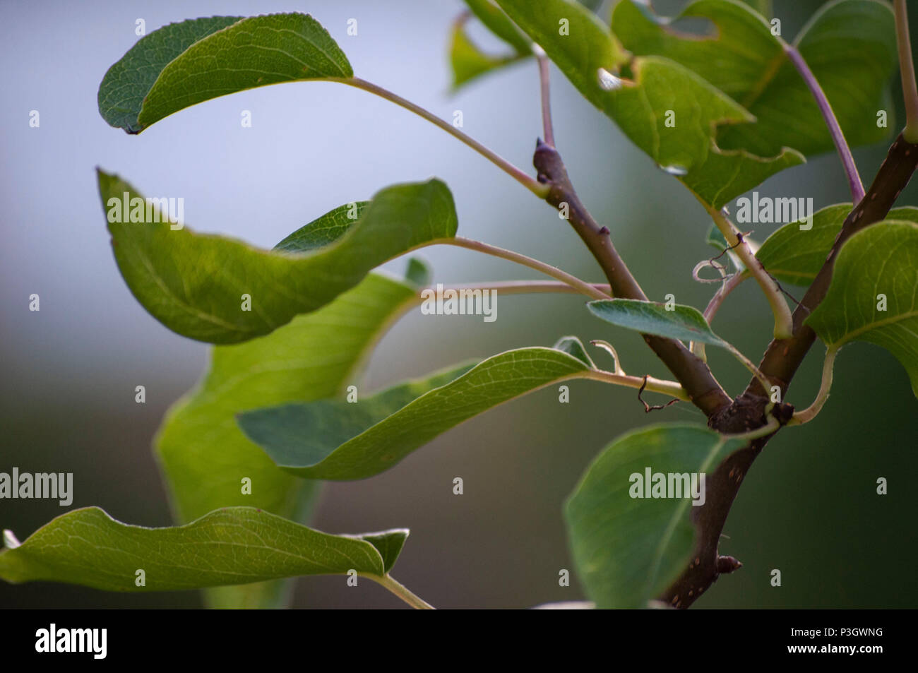 Branch of greenery hi-res stock photography and images - Alamy