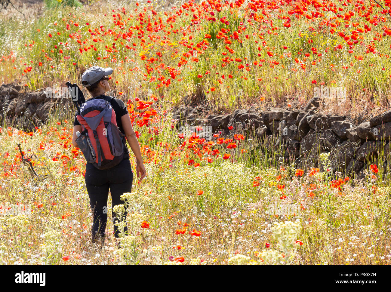 Female hiker on mountain footpath in wildflower meadow with poppies in ...