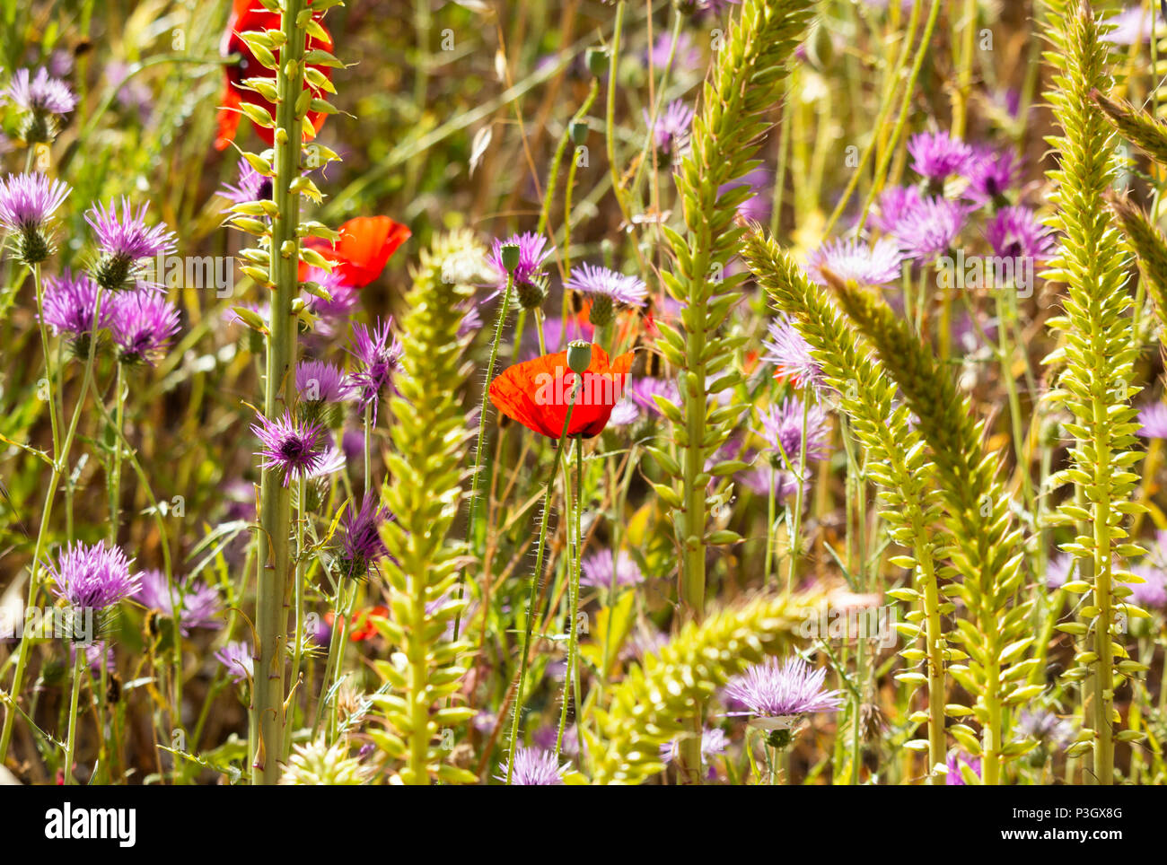 Thistles and red poppies in wildflower meadow Stock Photo - Alamy
