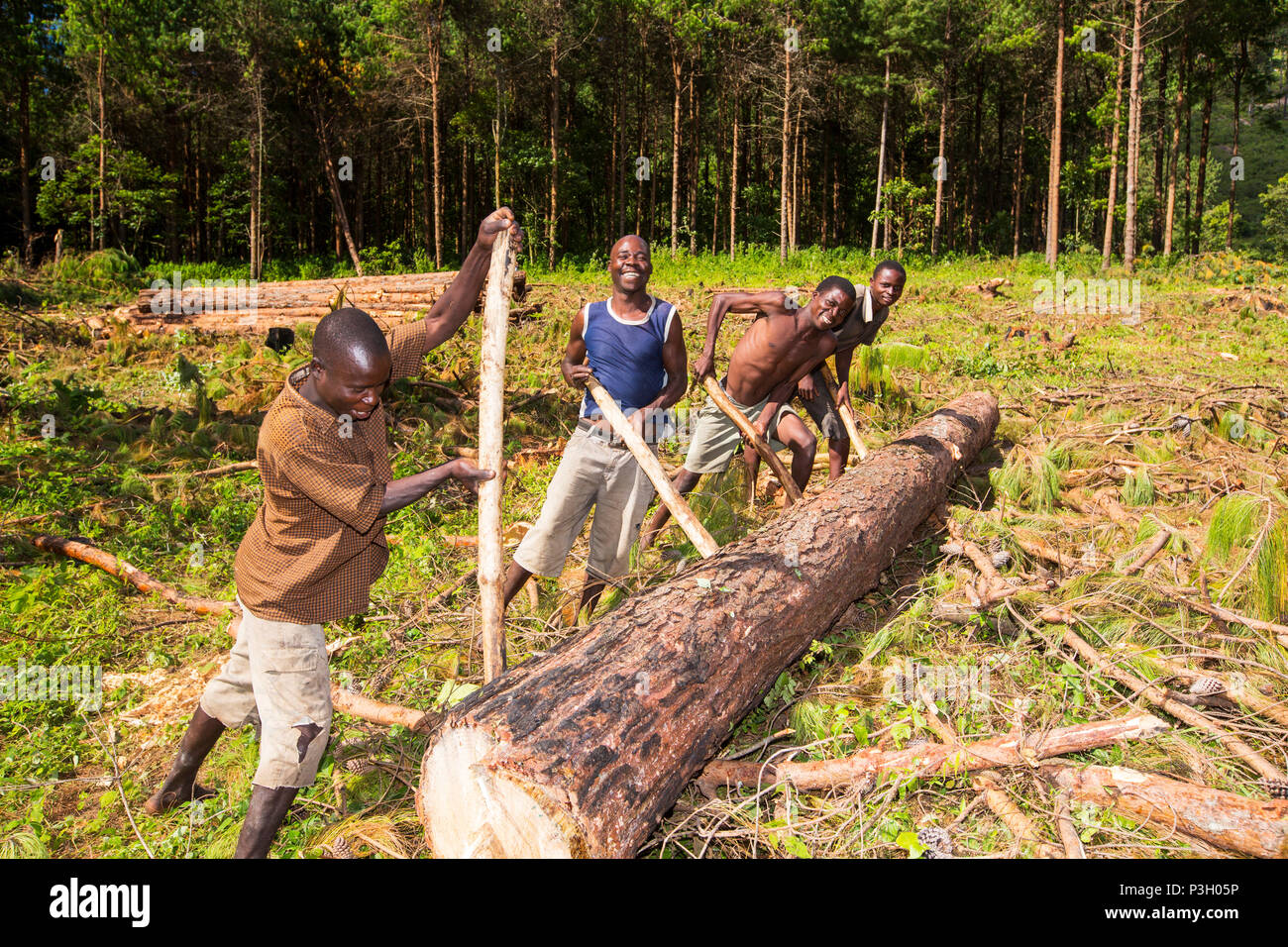 Men working barefoot and moving massive tree trunks by hand in logging ...