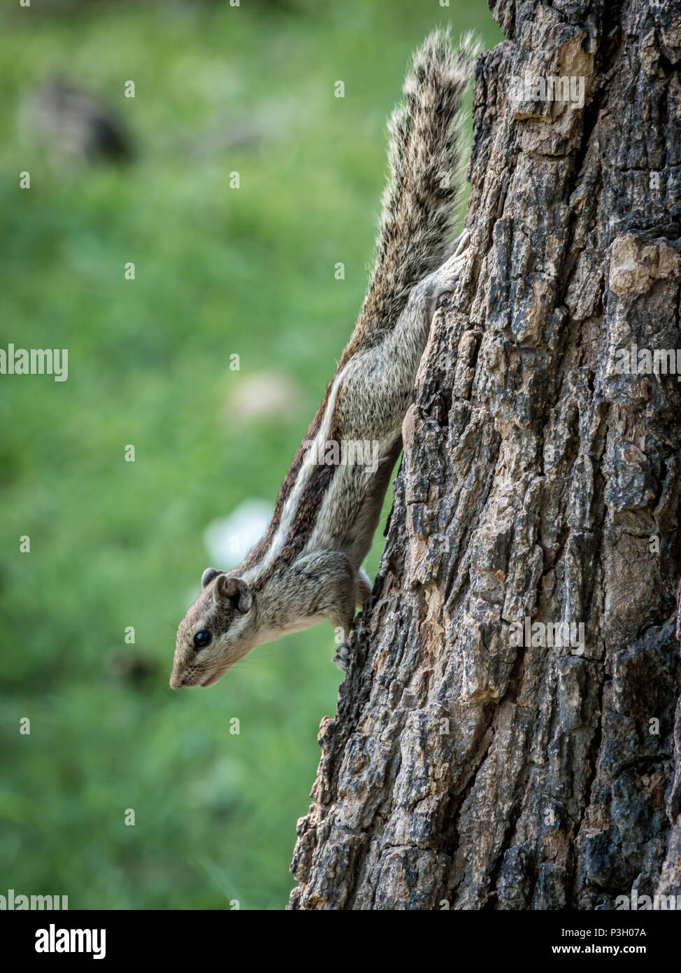 India funambulus palmarum striped palm squirrel hi-res stock ...