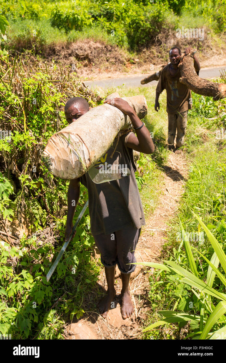 Man carrying log on shoulders hi-res stock photography and images - Alamy