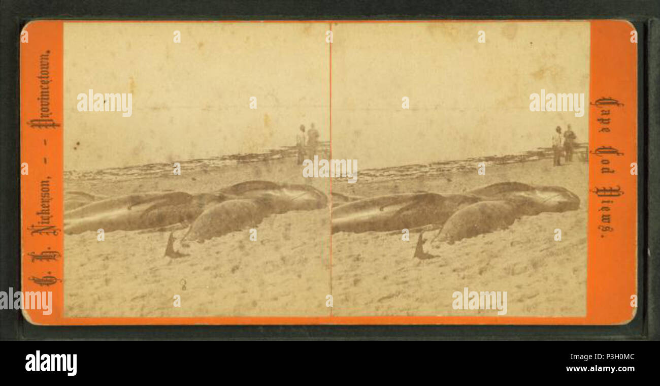 Blackfish beached hi-res stock photography and images - Alamy