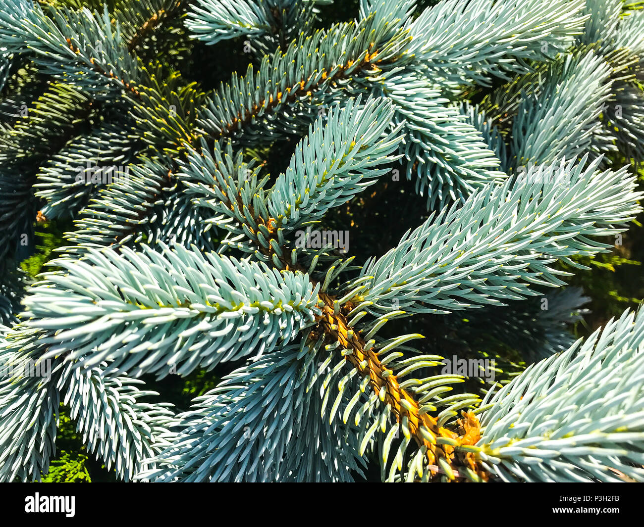 Branches and needles of blue spruce closeup. Studio Photo Stock Photo ...