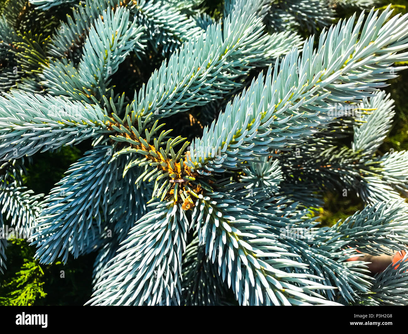 Branches and needles of blue spruce closeup. Studio Photo Stock Photo ...