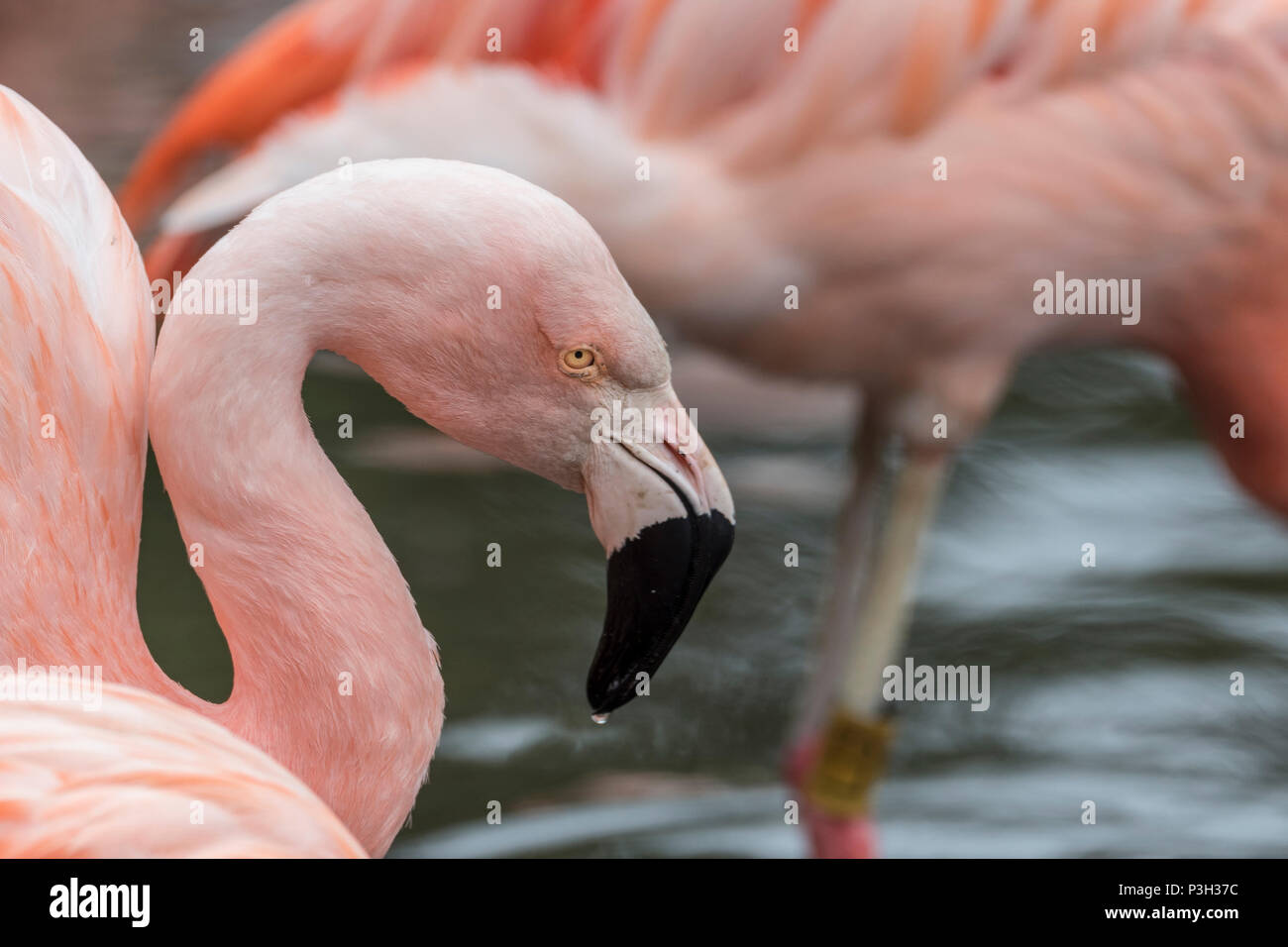 Flamingo. Bird. Animal Stock Photo - Alamy