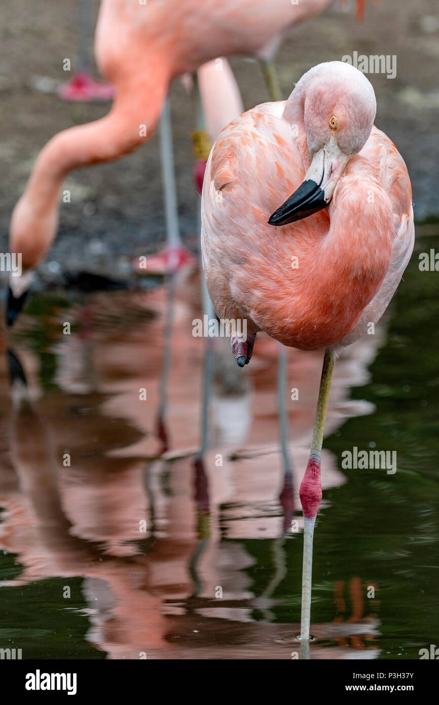 Flamingo. Bird. Animal Stock Photo - Alamy