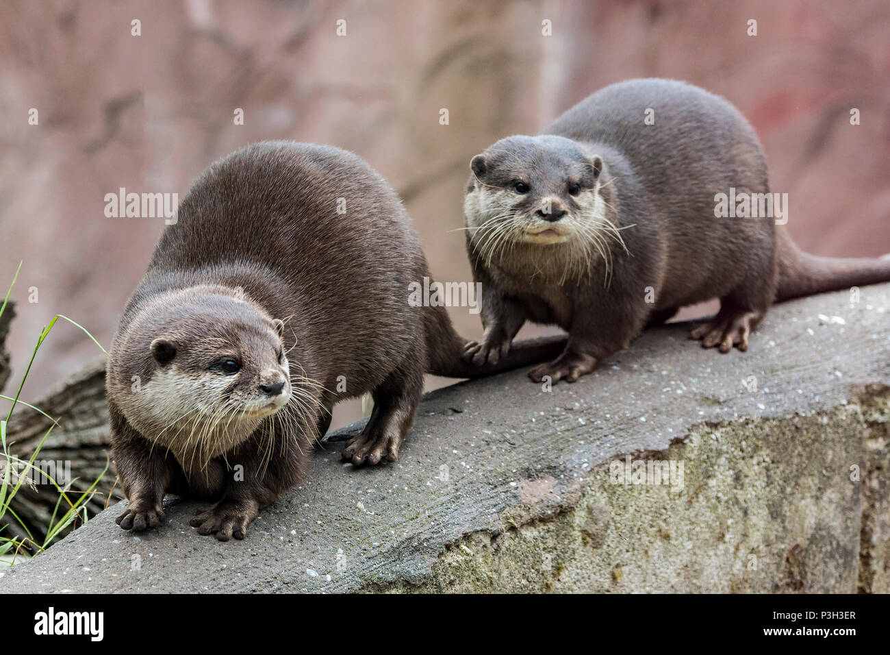Short tail hi-res stock photography and images - Alamy