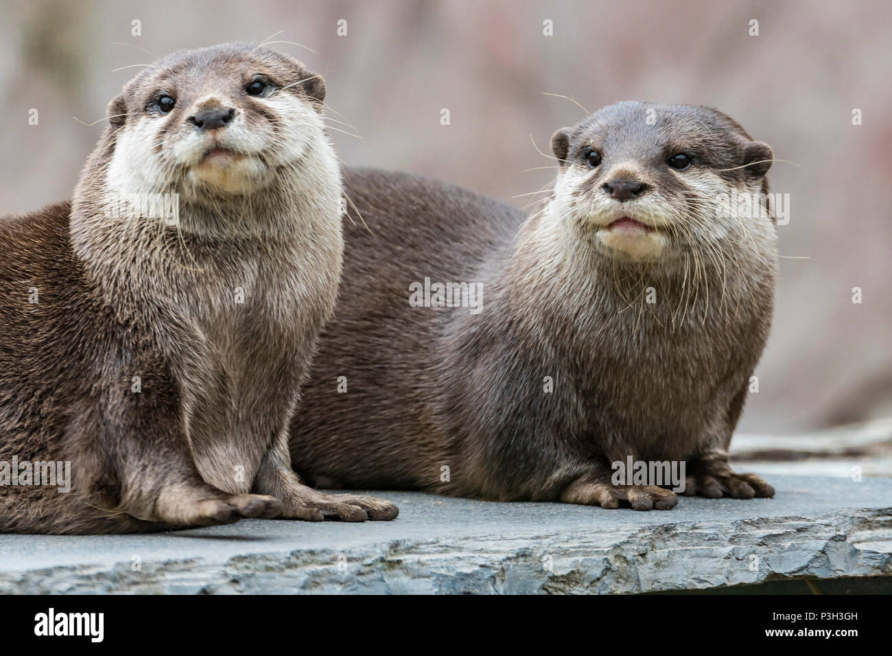 Short tail hi-res stock photography and images - Alamy